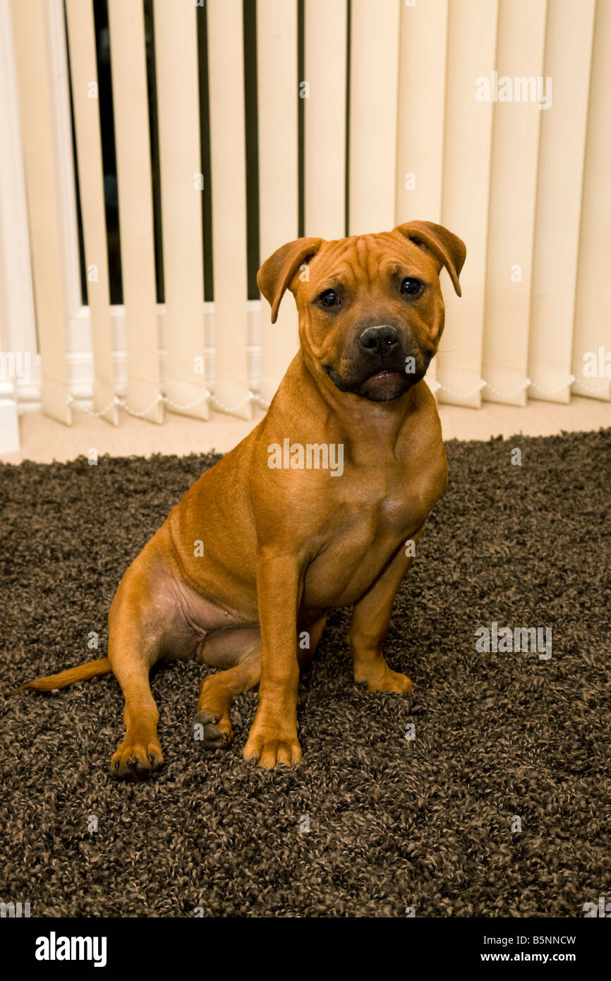 Staffordshire bull terrier hi-res stock photography and images - Alamy
