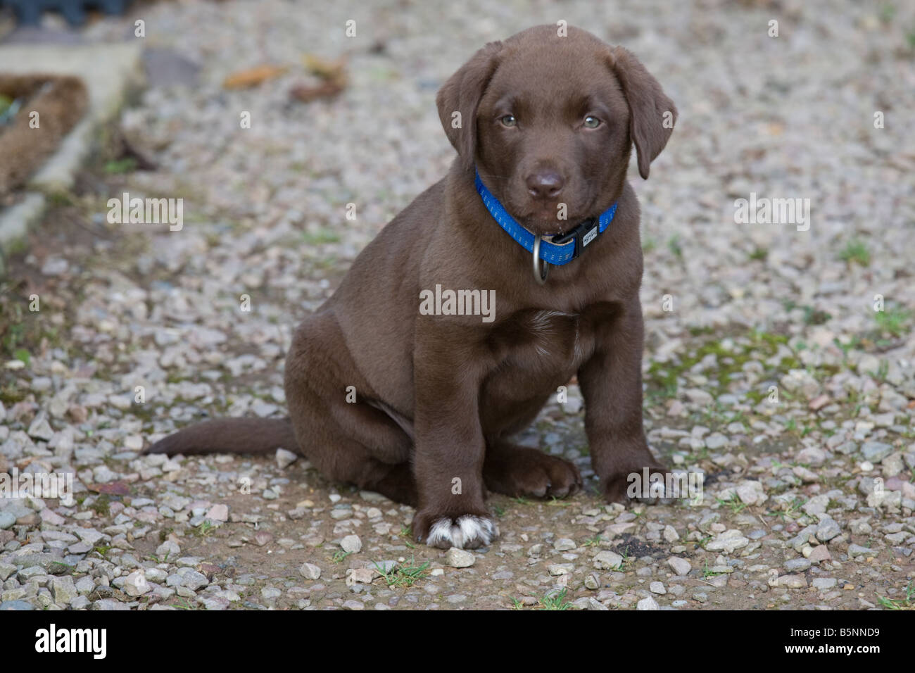 Young chocolate coloured labrador puppy Bewdley Worcs UK Stock Photo ...