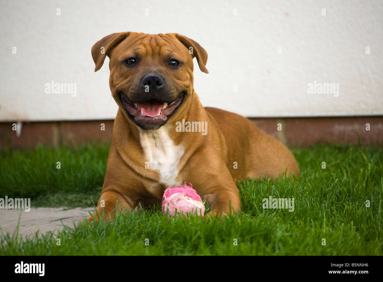 Staffordshire bull terrier aggressive hi-res stock photography and ...