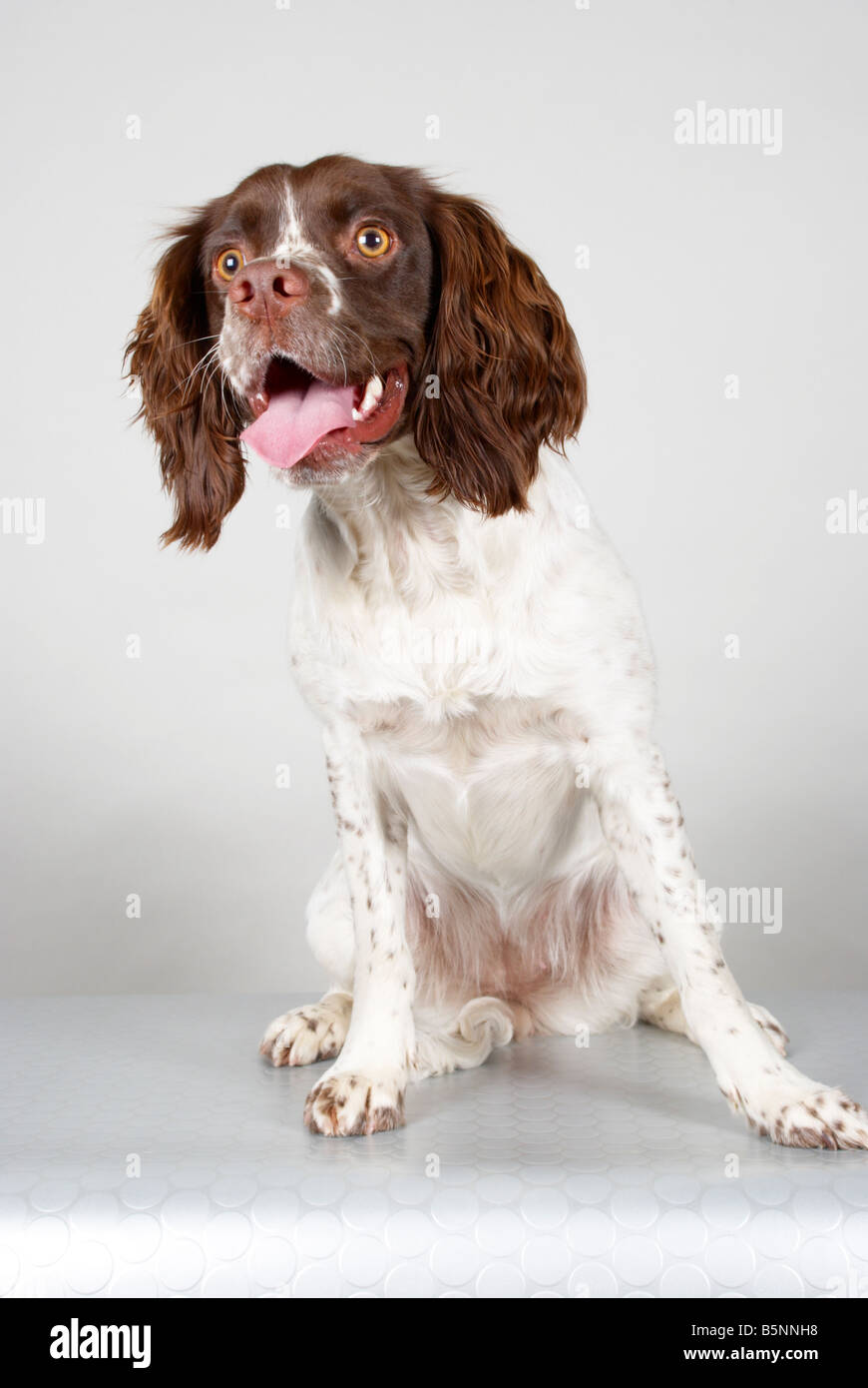 liver & tan English Springer Spaniel, on grey background Stock Photo ...