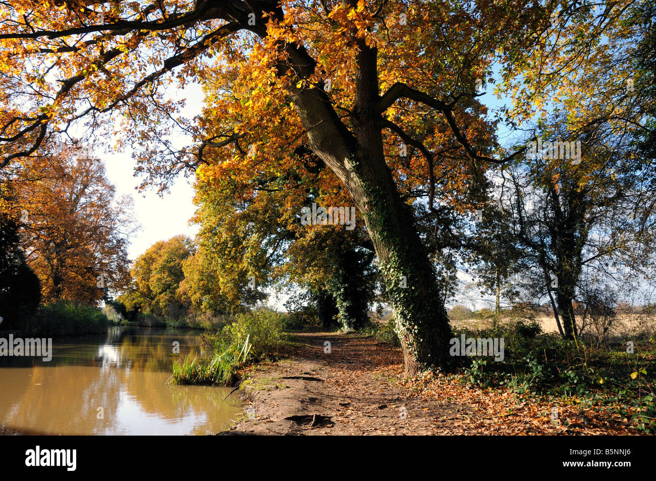 Autumn leaves in the uk countryside hi-res stock photography and images ...