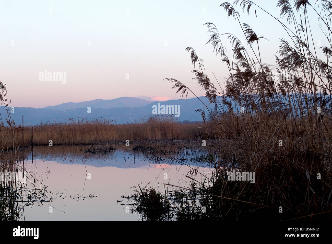 Fucecchio marsh hi-res stock photography and images - Alamy