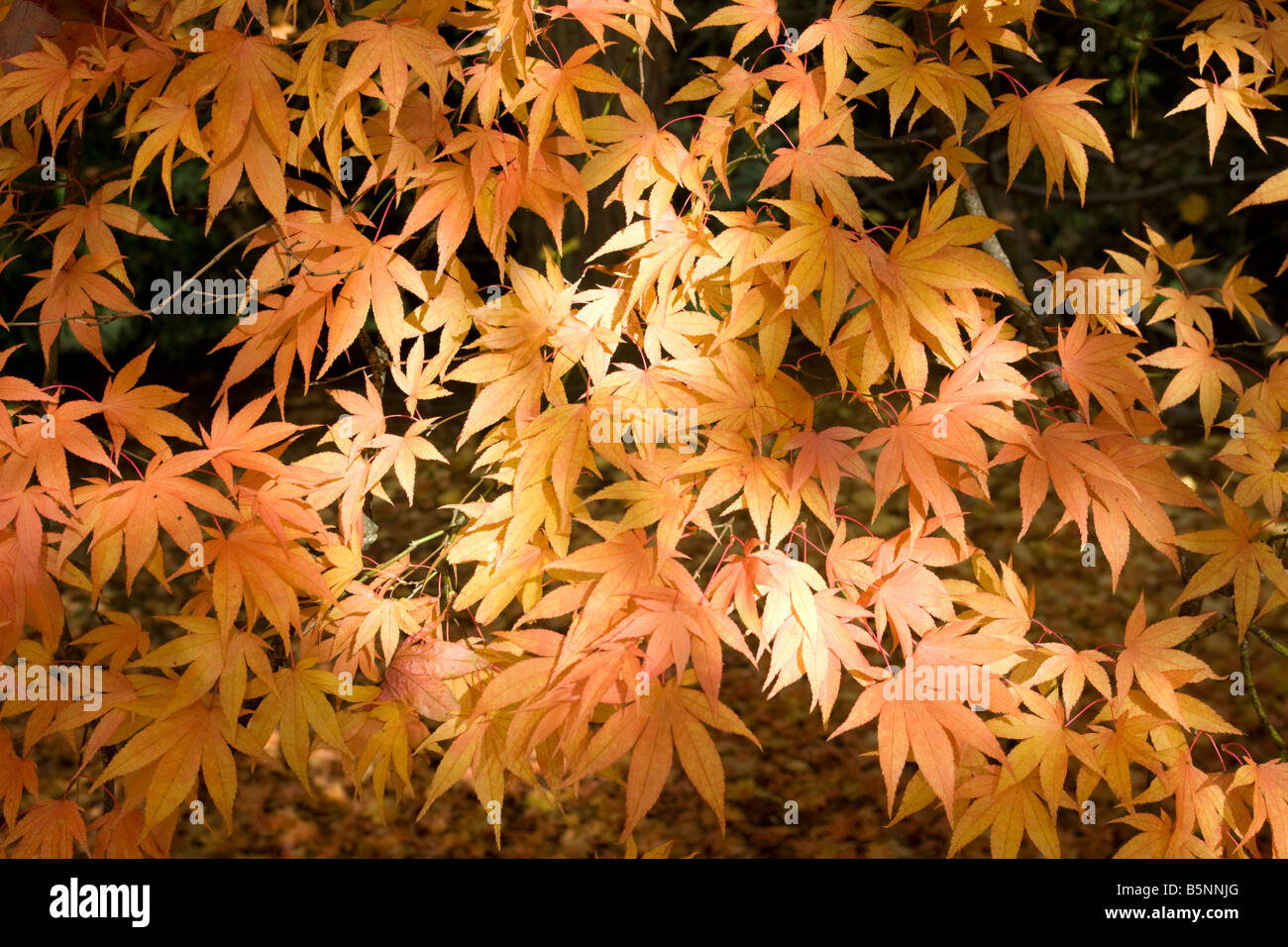 Orange Acer leaves in autumn colours Westonbirt Arboretum Tetbury UK ...