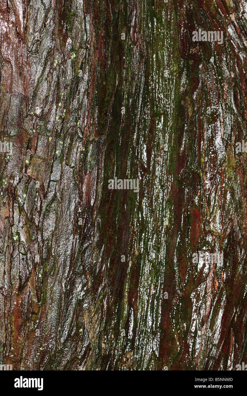 Common yew Taxus baccatta CLOSE UP OF BARK ON MATURE TREE Stock Photo ...