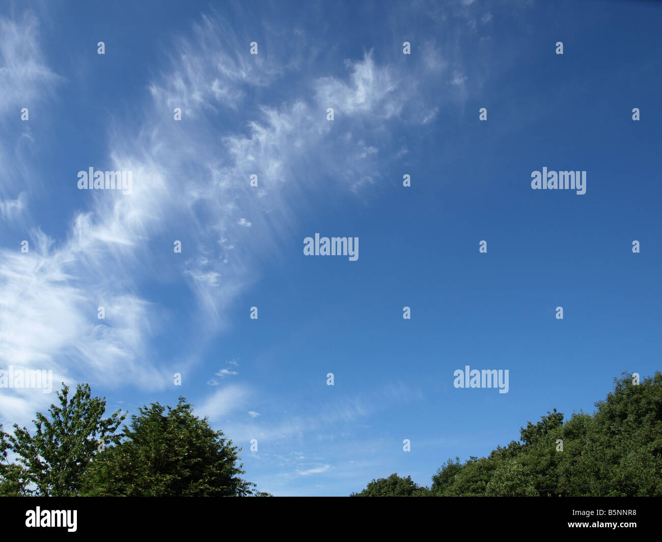 Wispy clouds in a blue English Sky. Top of TreesOLYMPUS DIGITAL CAMERA ...