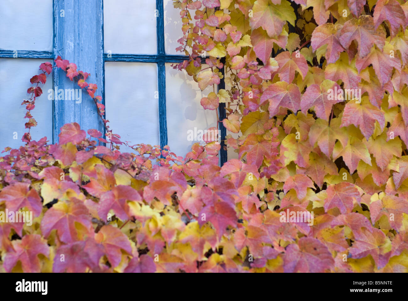 Ivy in the blue wall hi-res stock photography and images - Alamy