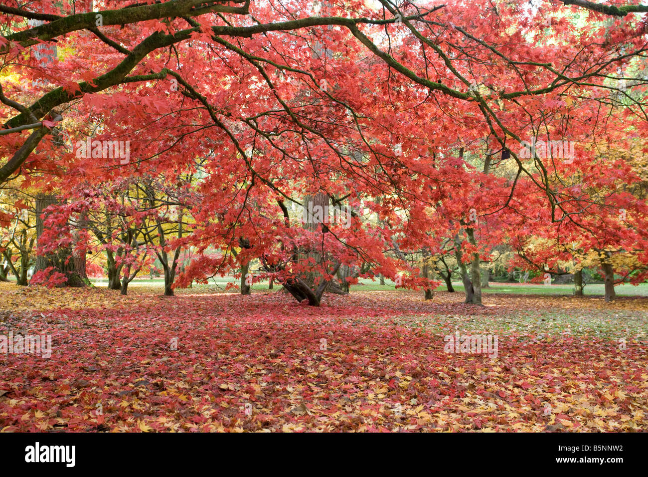 Japanese maple in red autumn colours Westonbirt Arboretum Tetbury UK ...