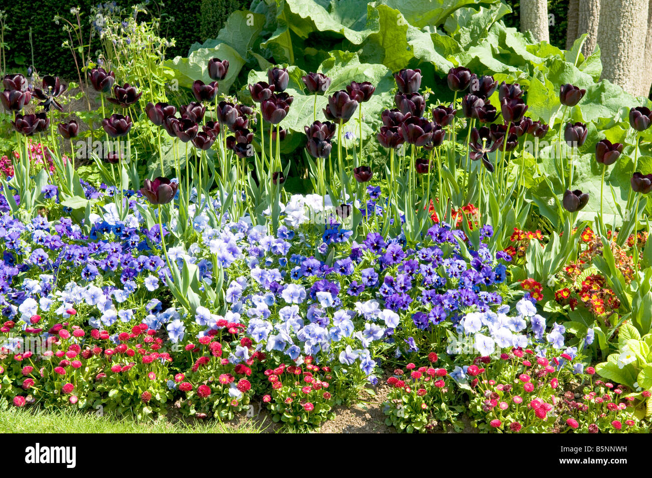 Purple colour border hi-res stock photography and images - Alamy