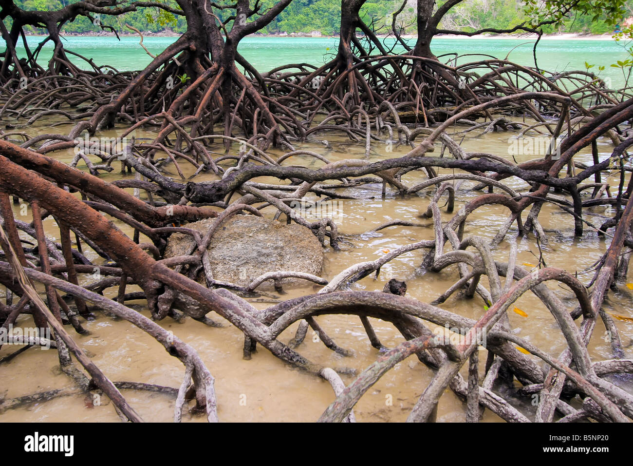 mangrove swamp (Ceriops tagal species) at mu ko surin islands national ...