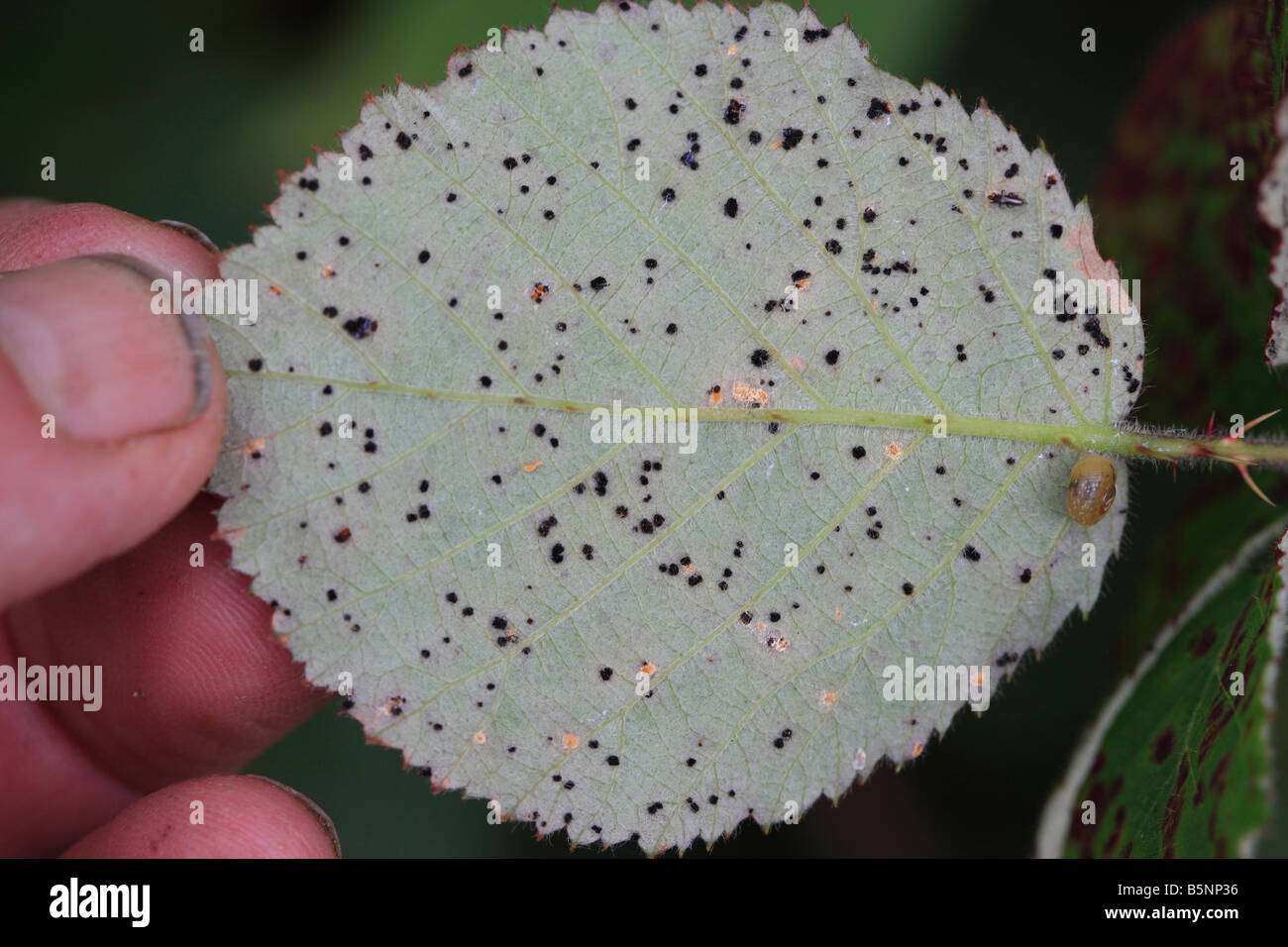 BLACKBERRY COMMON RUST Phragmidium violaceum SHOWING BLACK PUSTULES ON ...