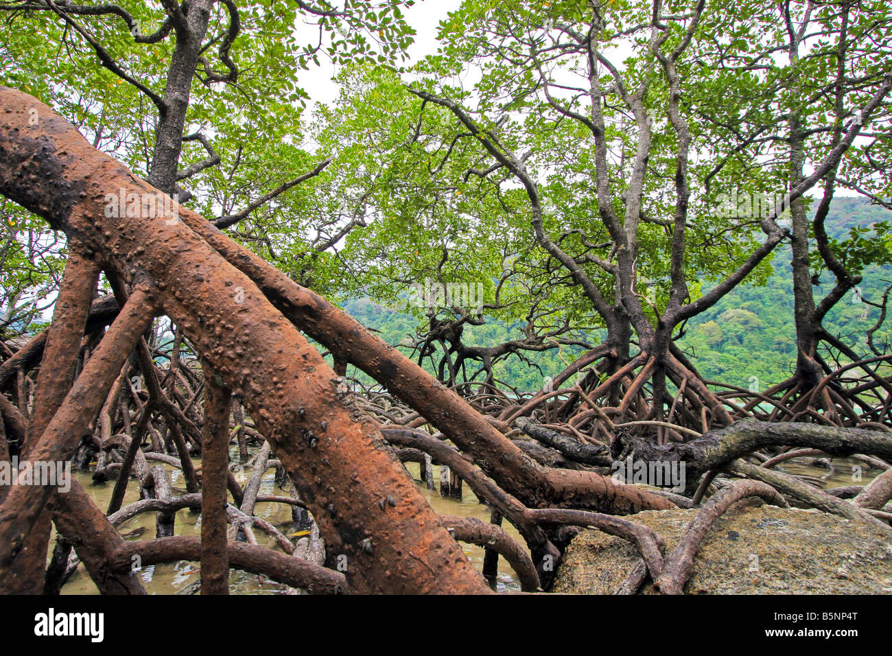 mangrove swamp (Ceriops tagal species) at mu ko surin islands national ...