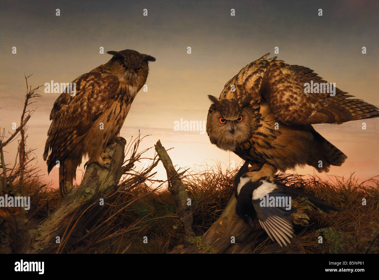 A diorama representing owls chasing at dusk Stock Photo - Alamy