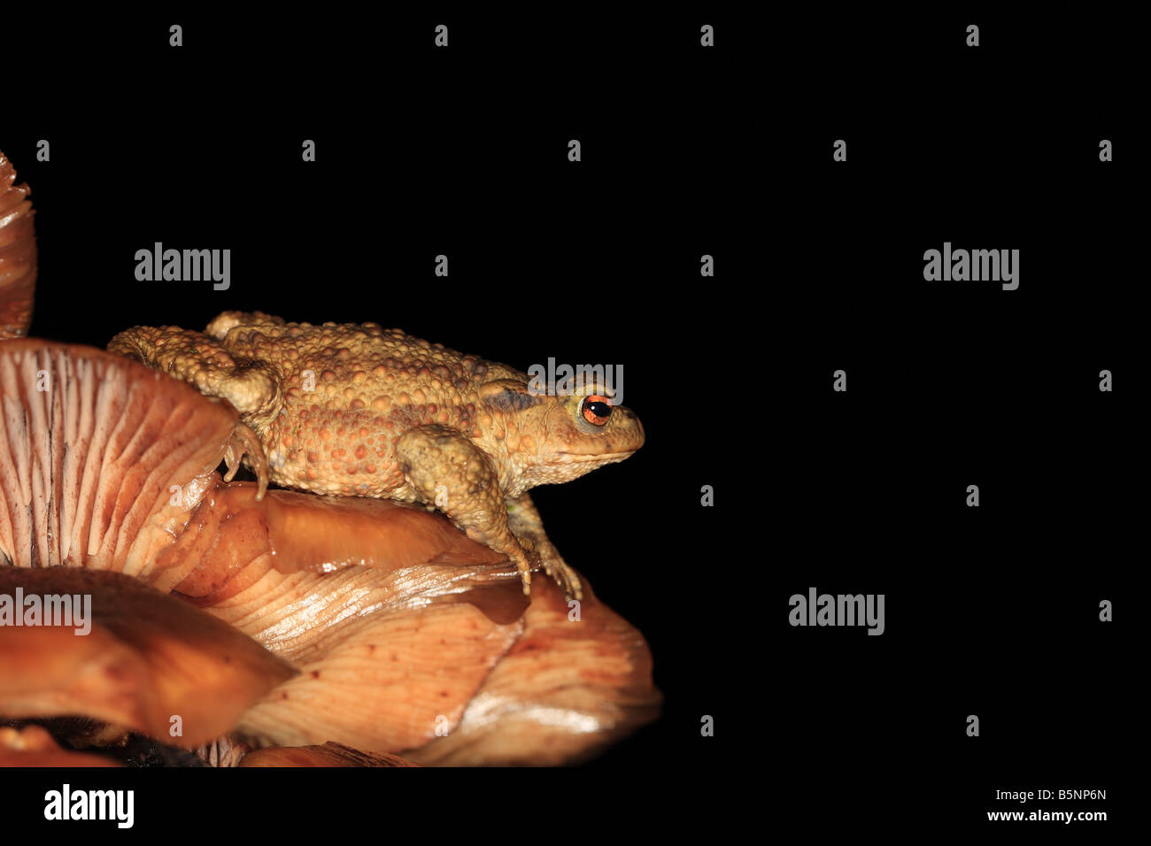 Toad on toadstool hi-res stock photography and images - Alamy