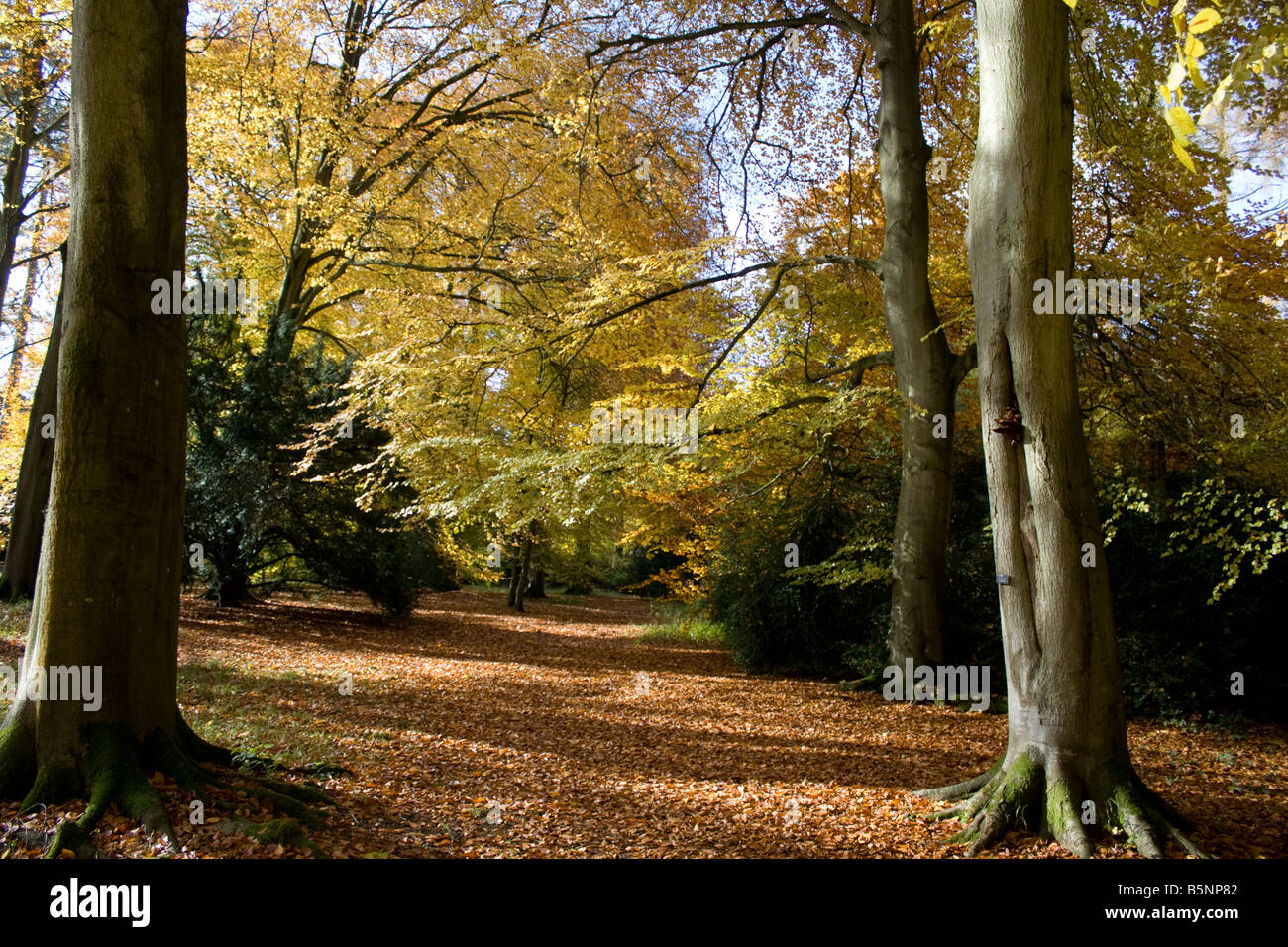 Path through beech trees in autumn colours Westonbirt Arboretum UK ...