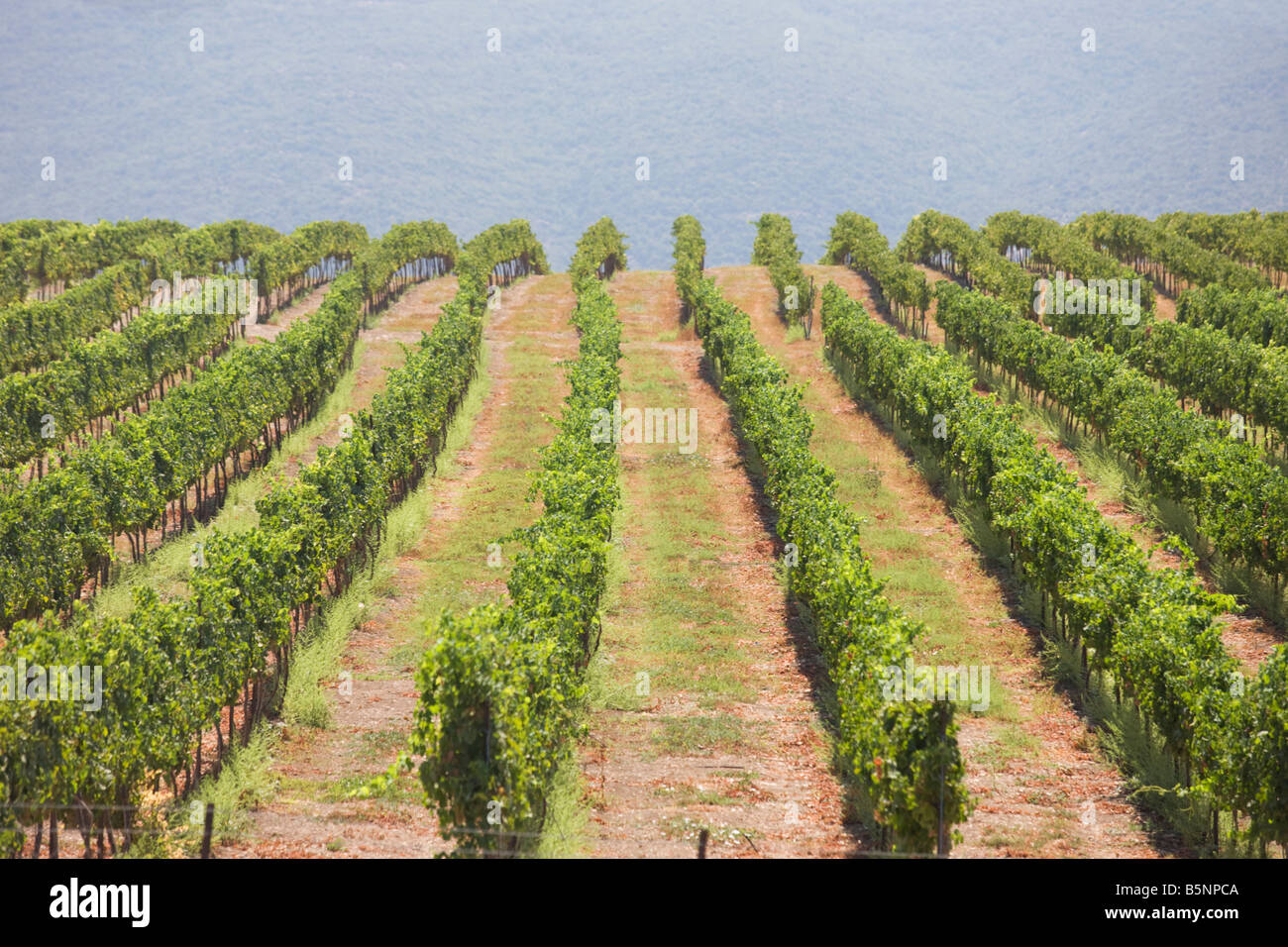 VINEYARDS NEAR SAFED UPPER GALILEE ISRAEL Stock Photo - Alamy