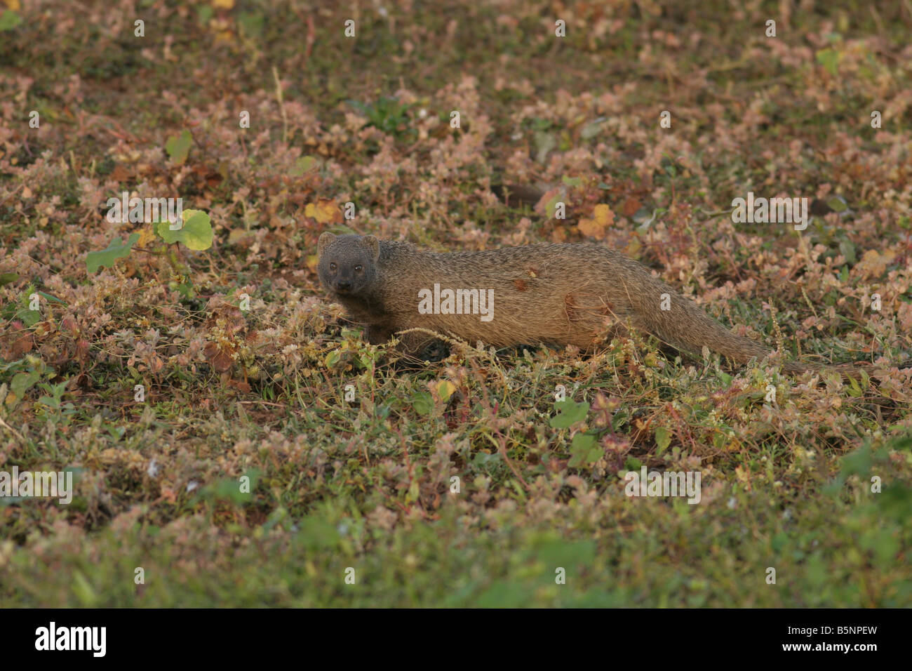 Egyptian Mongoose Herpestes ichneumon Israel October 2007 Stock Photo ...