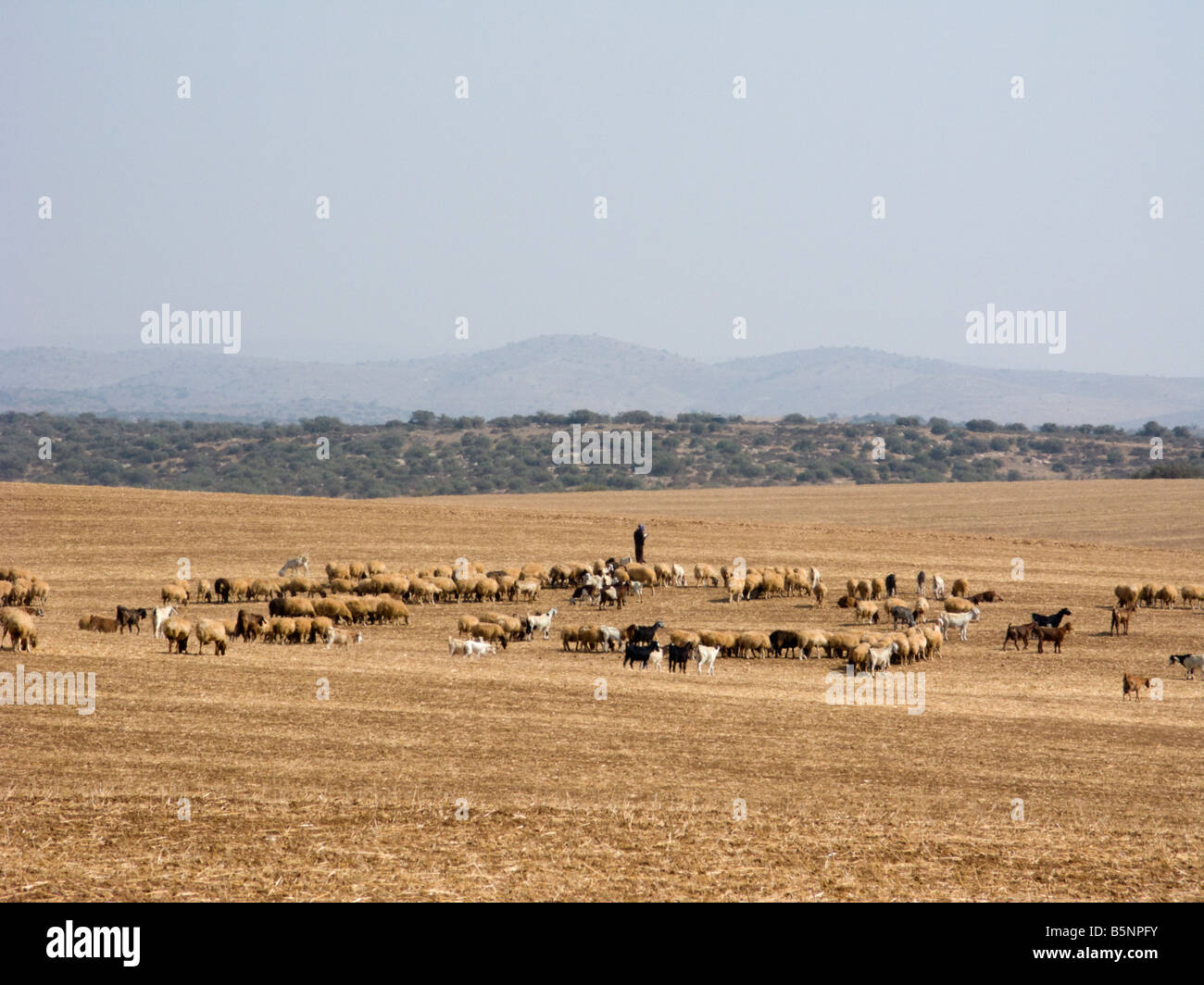 ARAB BEDOUIN SHEEP HERD HILLS OF LACHISH ISRAEL Stock Photo - Alamy