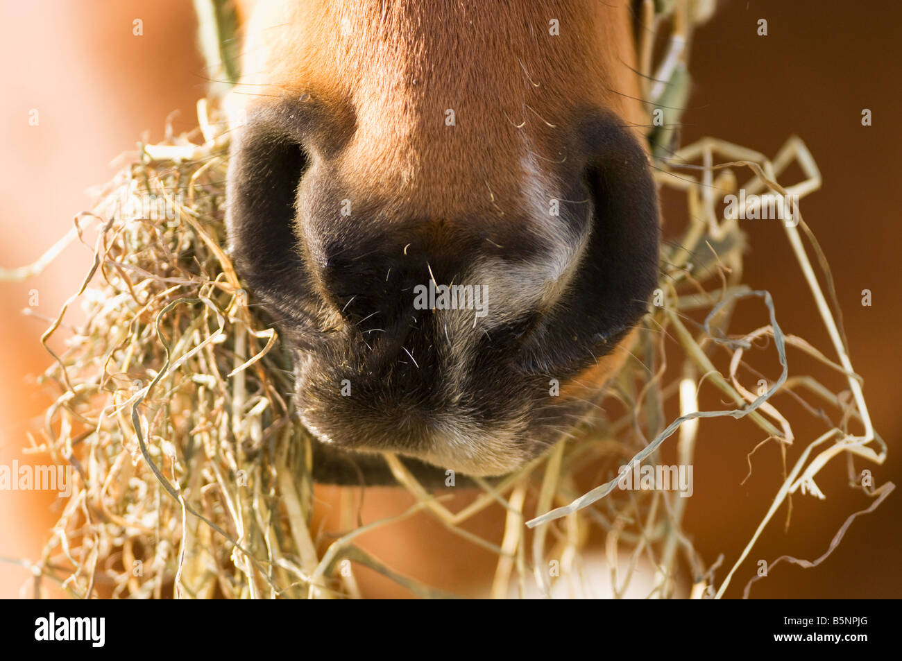 Applejack Chewing Hay