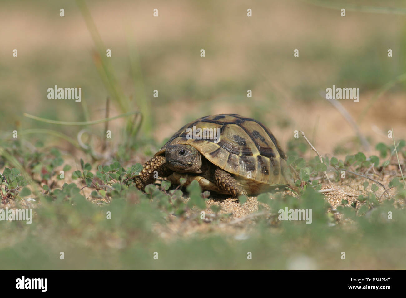 Tortoise tortoises hi-res stock photography and images - Alamy