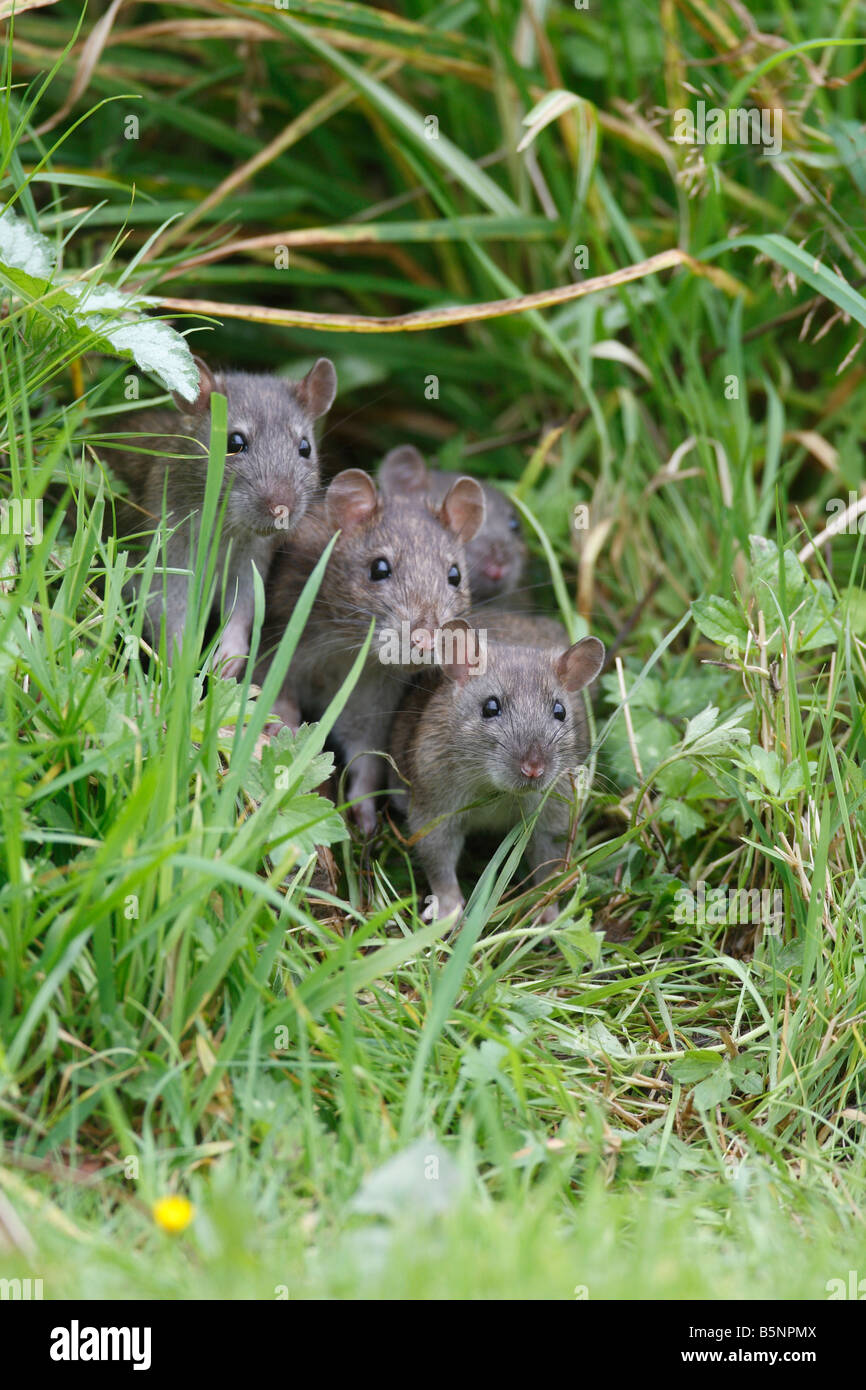 Rattus norvegicus hi-res stock photography and images - Alamy