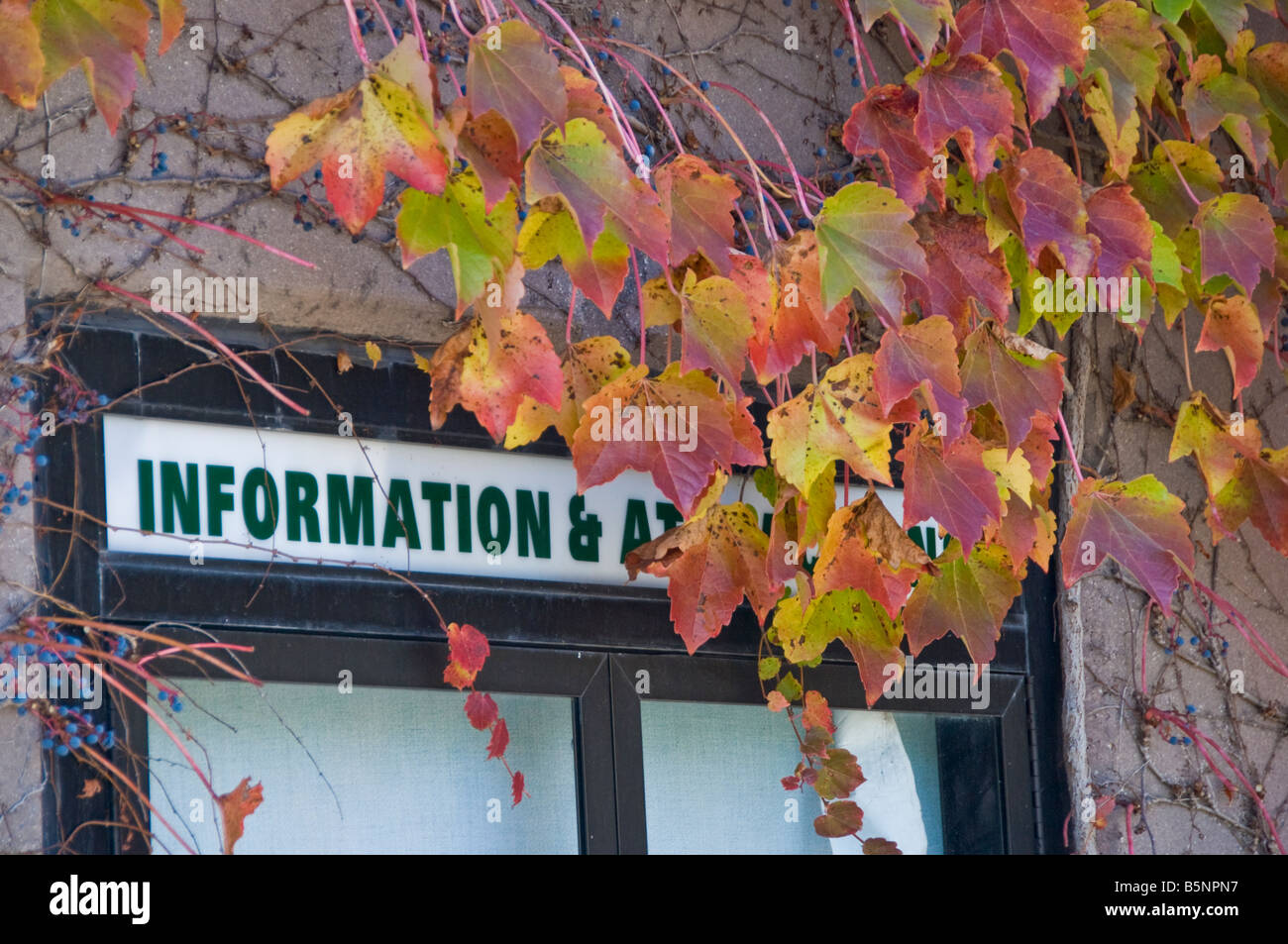 The ivy sign hi-res stock photography and images - Alamy