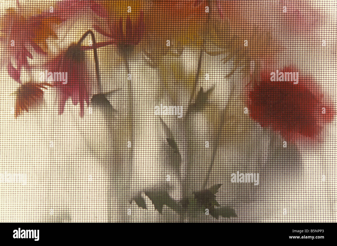 flowers in diffused window Stock Photo - Alamy