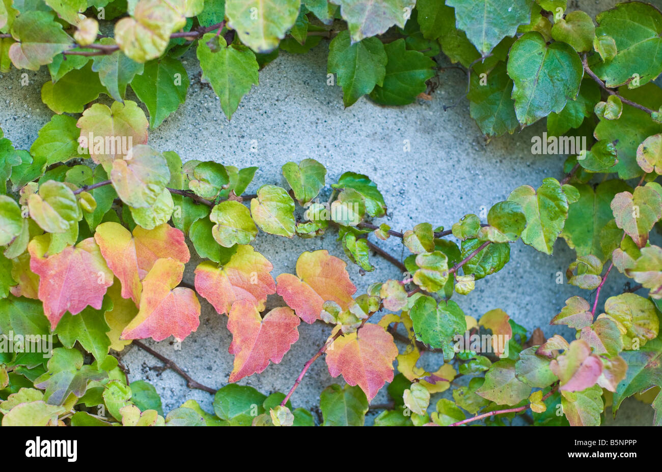 Ivy turning color in the fall Stock Photo - Alamy