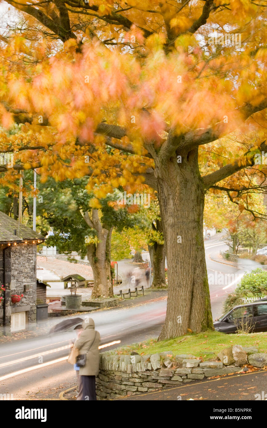 A Maple tree with autumn foliage blowing in a strong wind at Waterhead ...