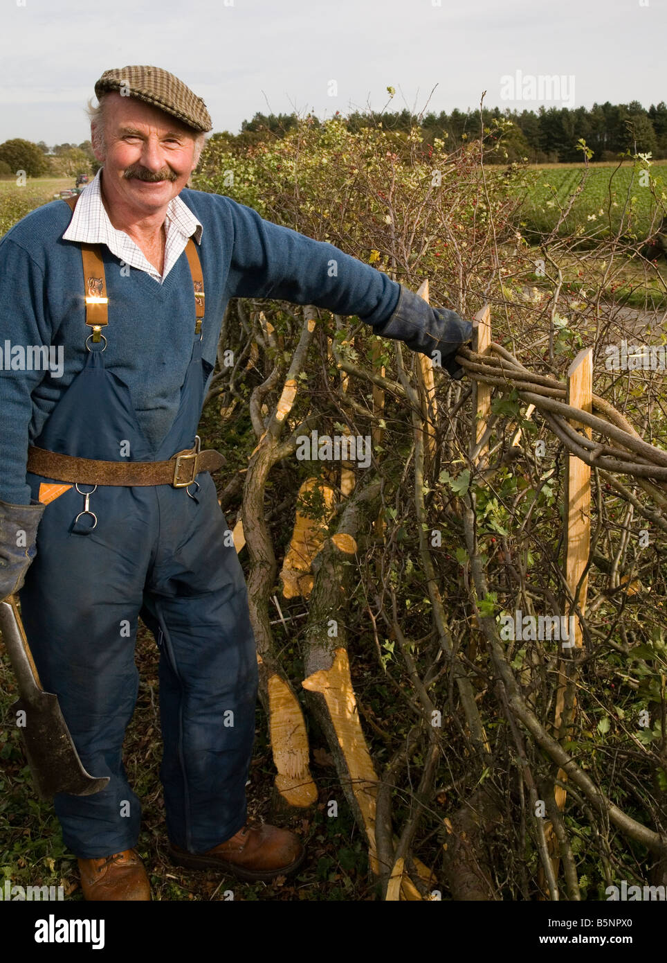 A man showing the traditional skill of Hedge Laying Stock Photo - Alamy