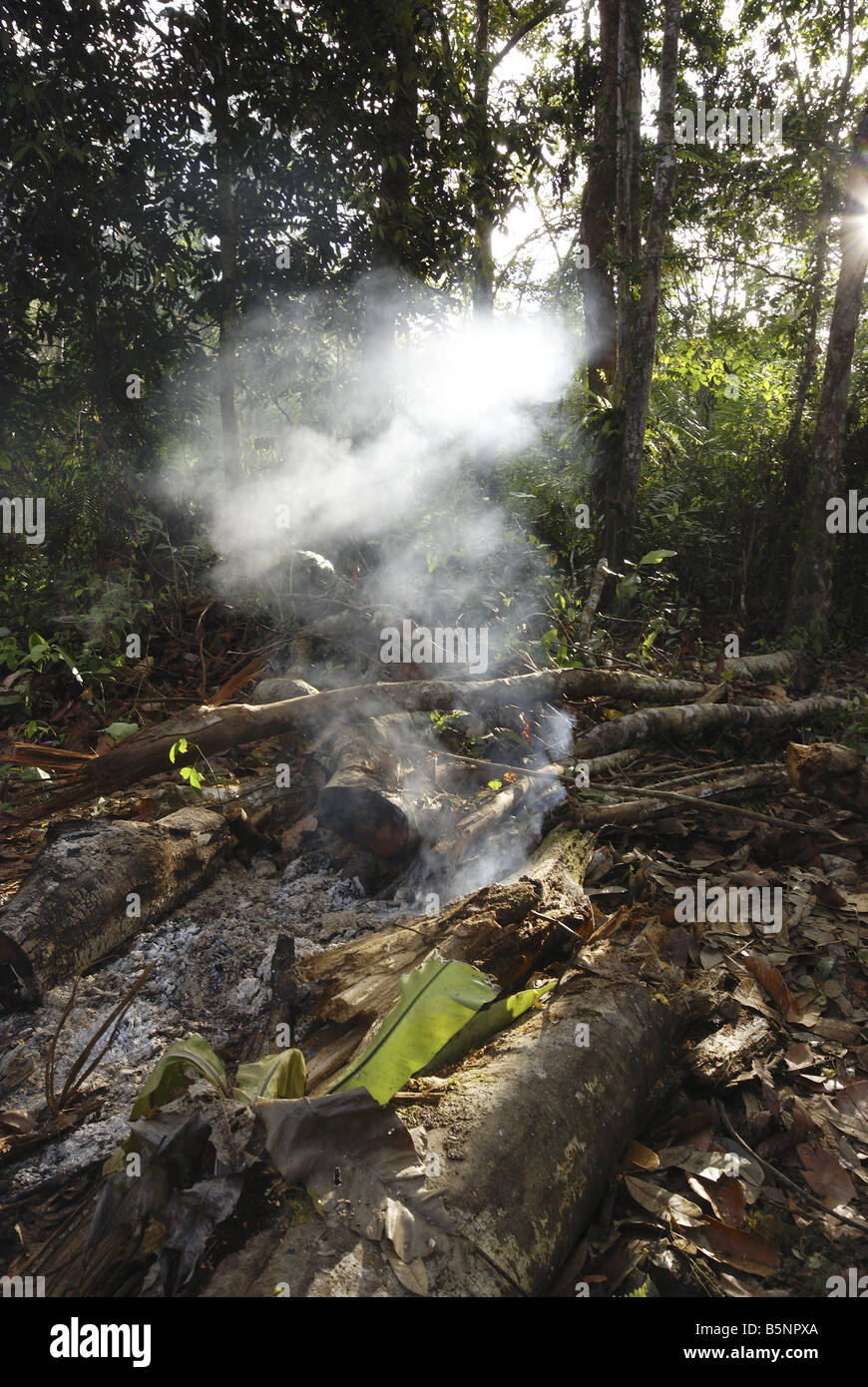 Fire jungle hi-res stock photography and images - Alamy