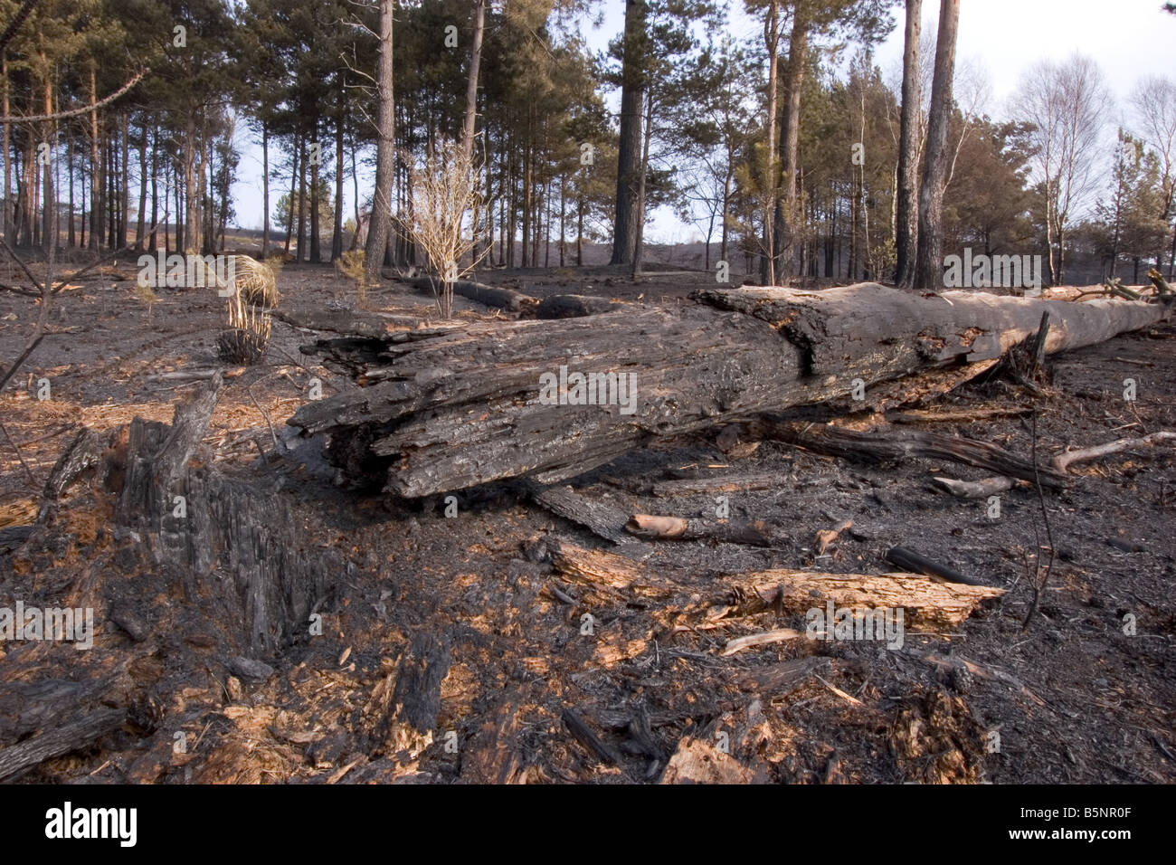 Heath fire canford hi-res stock photography and images - Alamy