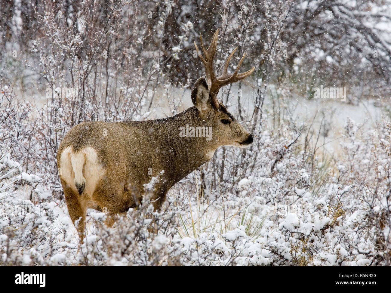 Winter Deer Photography