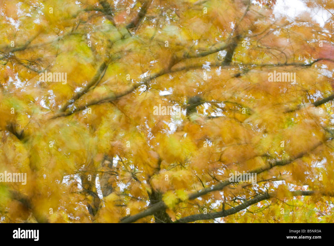 A Maple tree with autumn foliage blowing in a strong wind Stock Photo ...