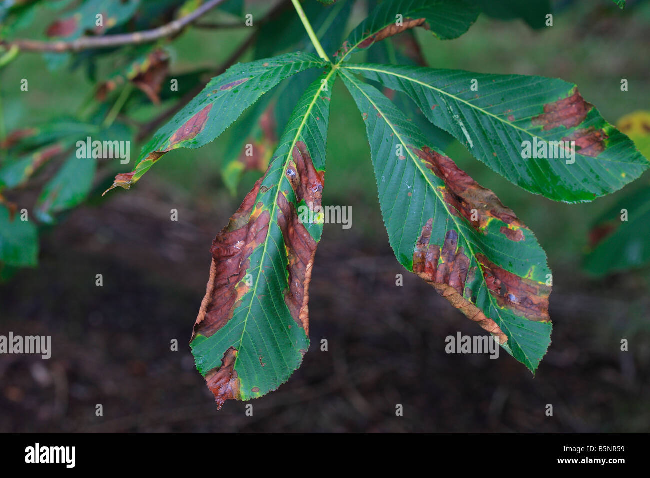 Guignardia hi-res stock photography and images - Alamy