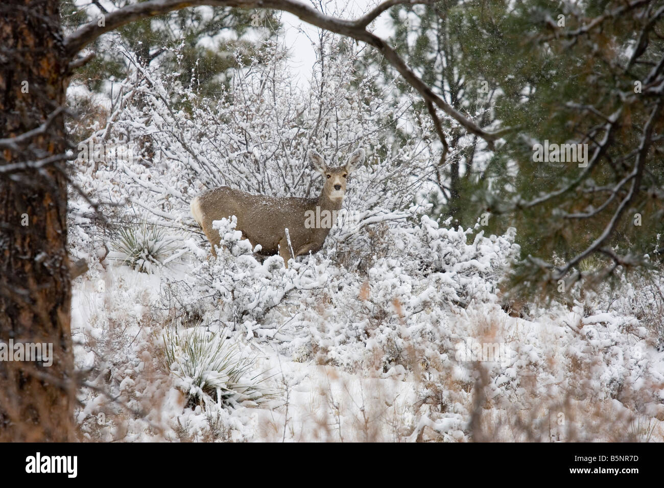 Haremanimal hi-res stock photography and images - Alamy