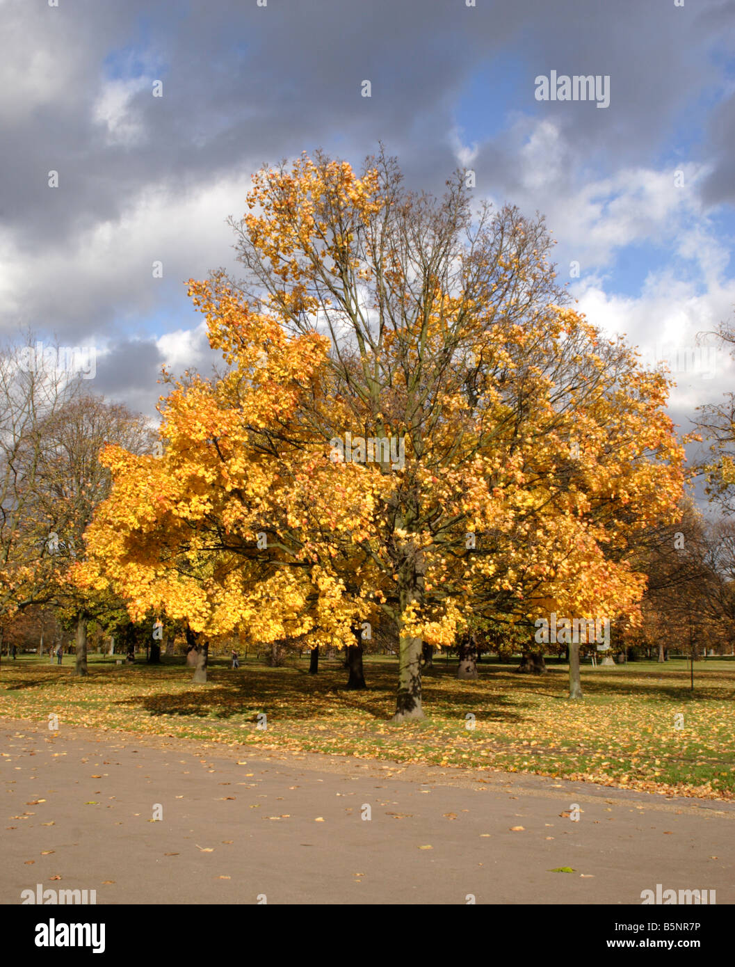 Tree kensington gardens hi-res stock photography and images - Alamy