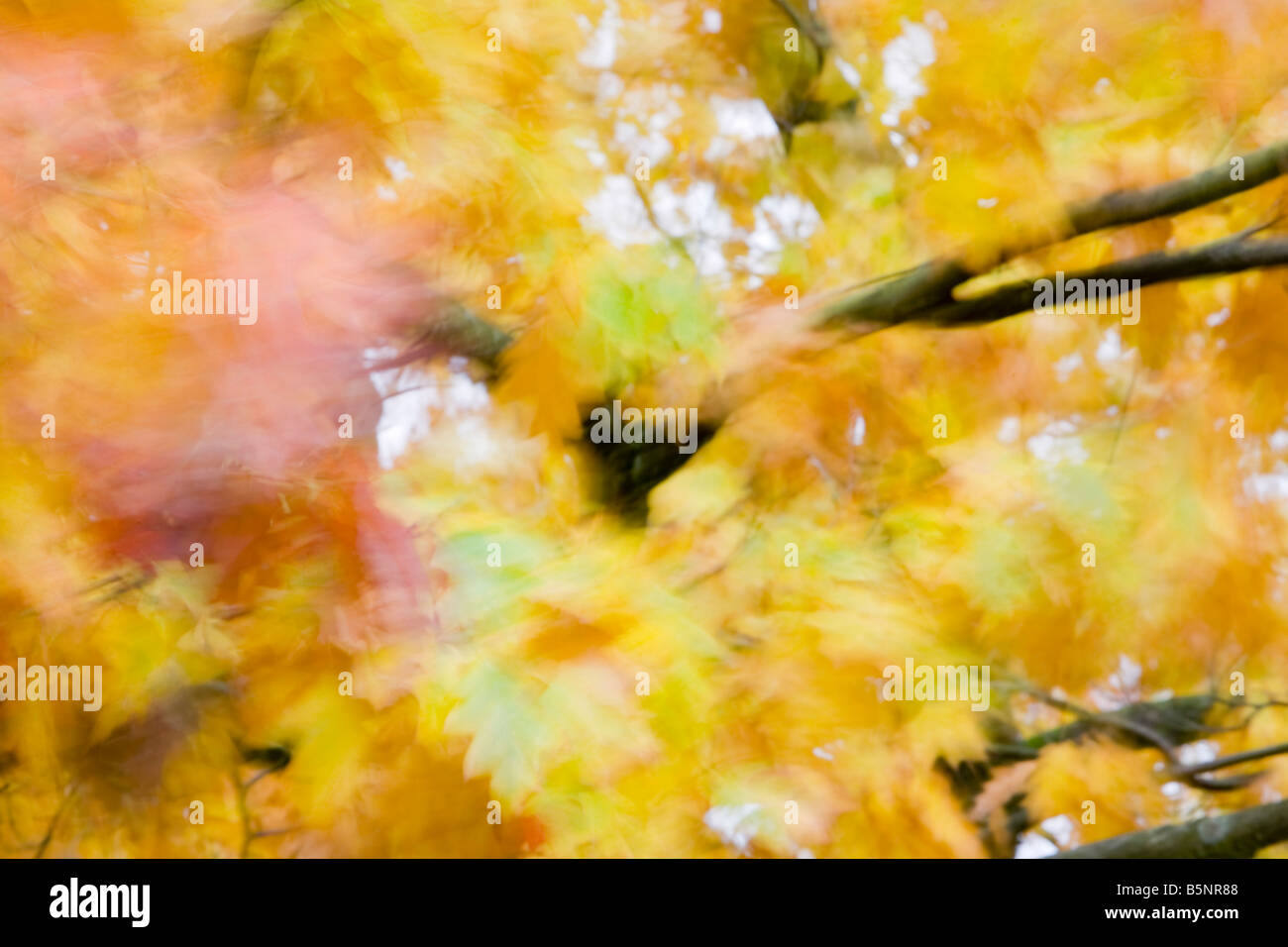 Strong wind tree blowing hi-res stock photography and images - Alamy