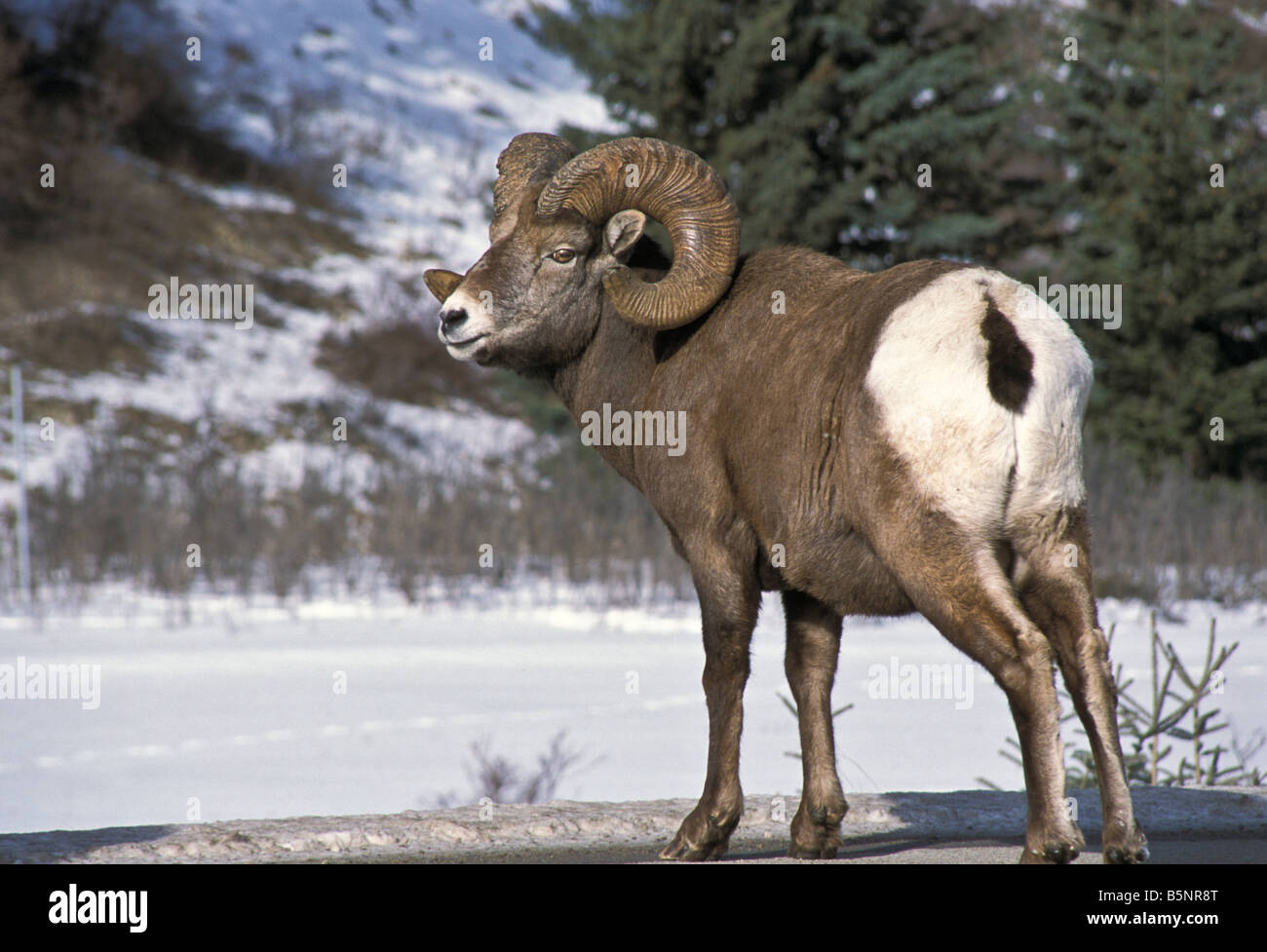 Rocky Mountain bighorn sheep (Ovis canadensis), Jasper National Park ...