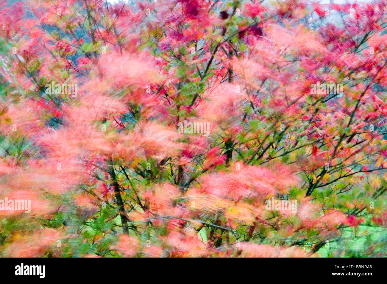 A Mountasin Ash tree with autumn foliage blowing in a strong wind Stock ...