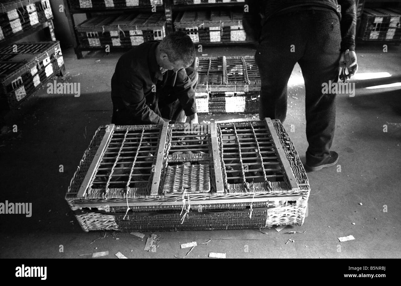 Pigeon racing in the UK. Working class sport Stock Photo - Alamy