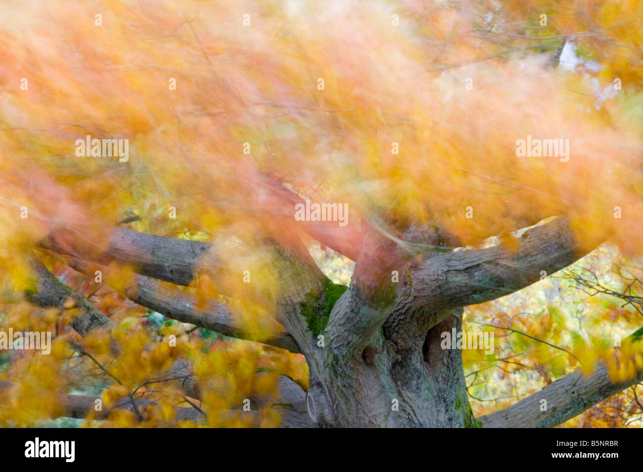 Autumn leaves blowing in breeze hi-res stock photography and images - Alamy