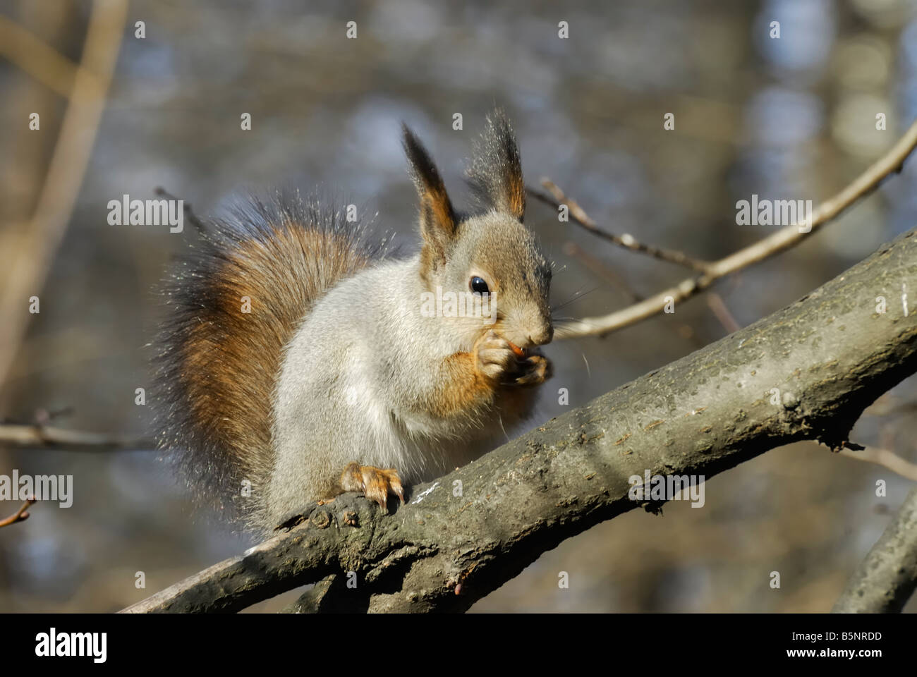 Russian squirrel Sciurus Vulgaris Moscow Russia Stock Photo - Alamy