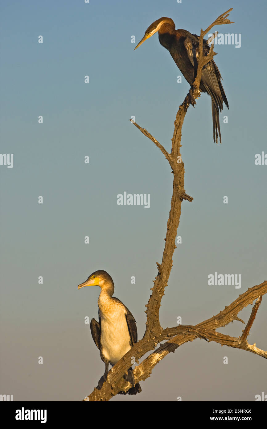 Water birds hi-res stock photography and images - Alamy