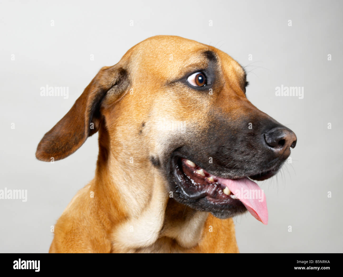 Rhodesian ridgeback teeth hi-res stock photography and images - Alamy
