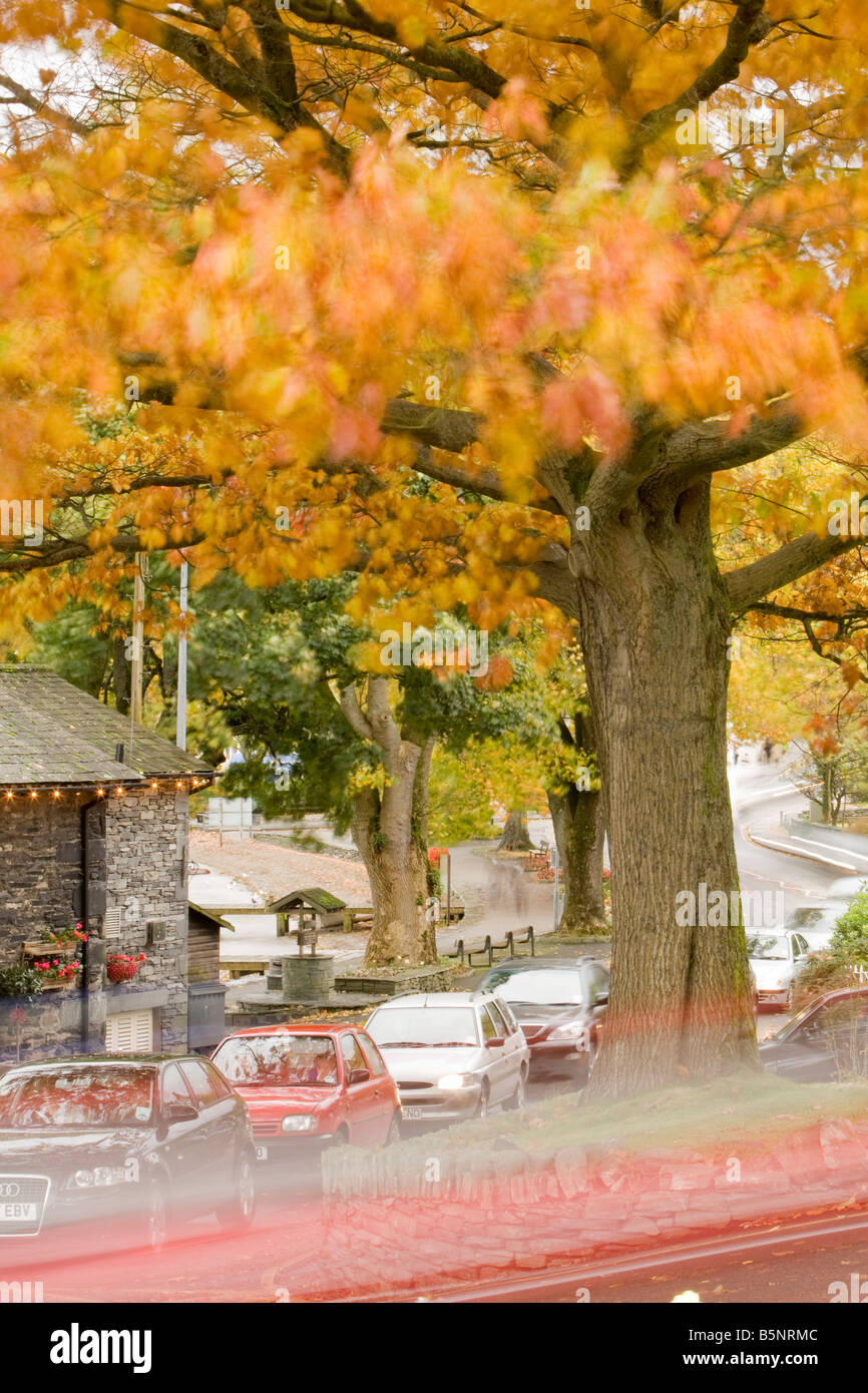 A Maple tree with autumn foliage blowing in a strong wind at Waterhead ...