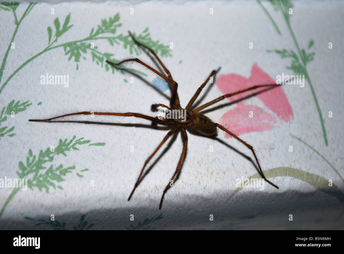 Giant House spider Stock Photo - Alamy