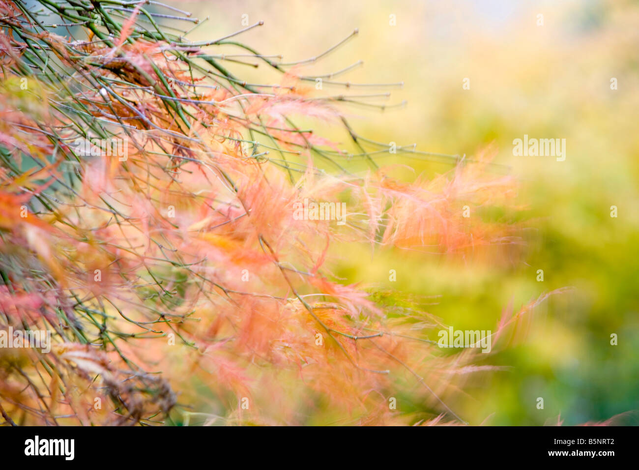 A Japanese Maple tree with autumn foliage blowing in a strong wind ...