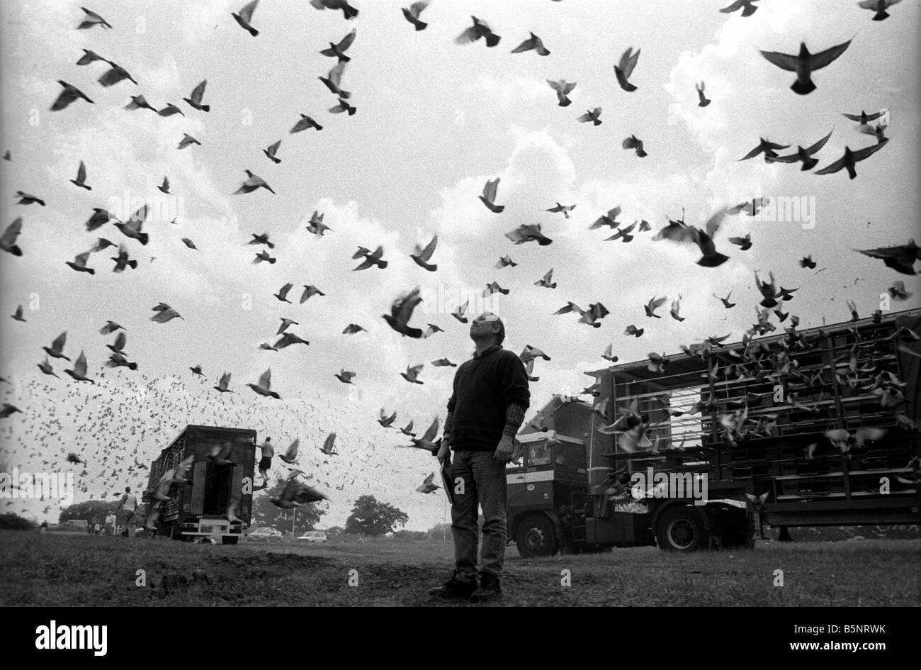 Pigeon racing in the UK. Working class sport Stock Photo - Alamy