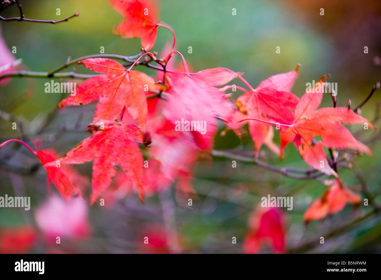 A Japanese Maple tree with autumn foliage blowing in a strong wind ...