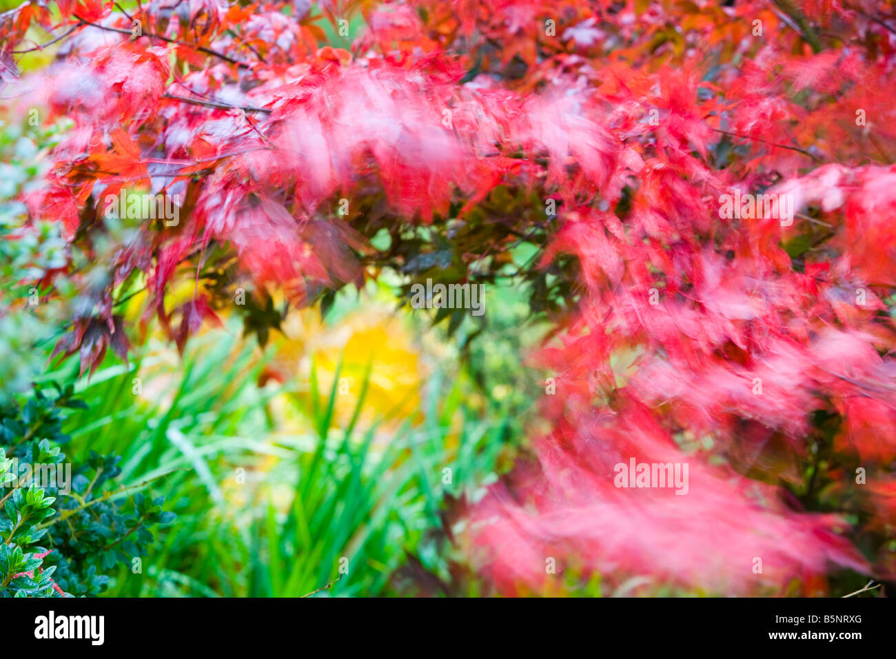 Strong Growing Japanese Maple High Resolution Stock Photography and ...